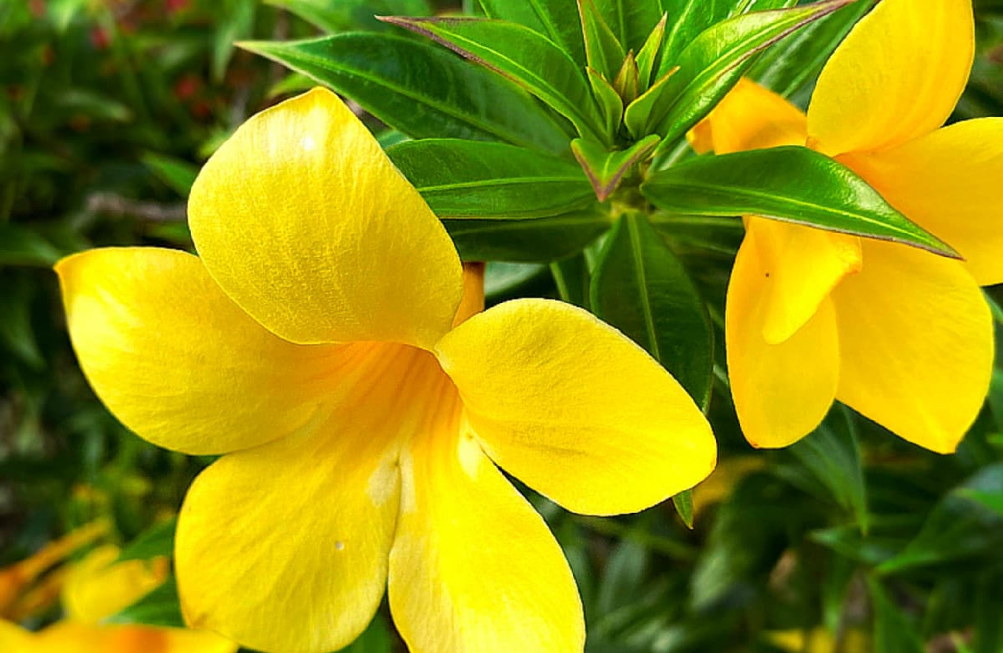 Bunga Terompet Emas dan 7 Tips Pemeliharaannya!