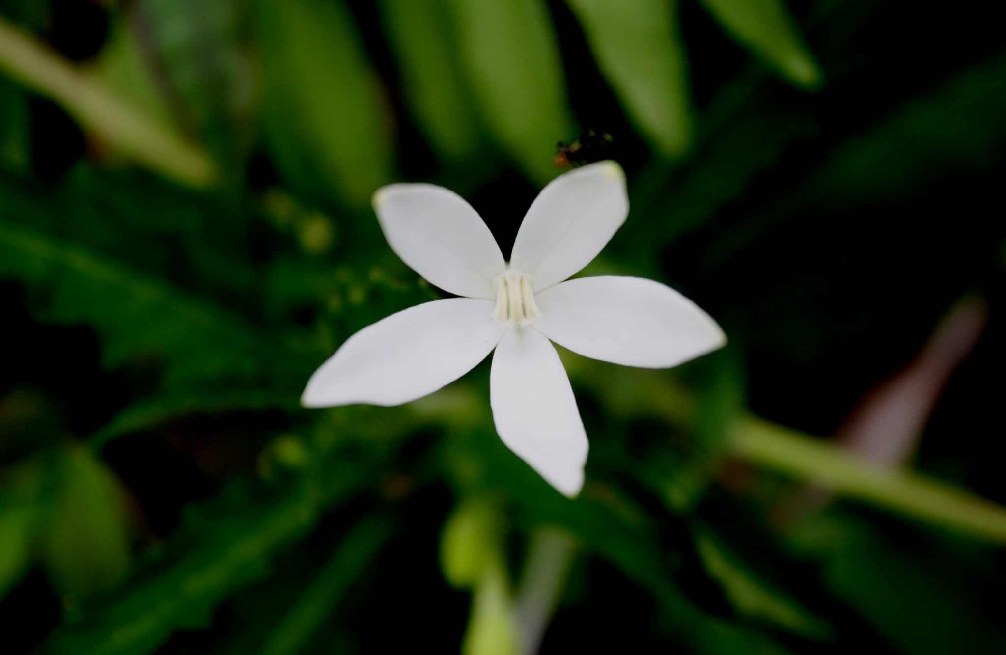 Bahaya Bunga Kitolod untuk Mata: Berantas Mitos dan Fakta!