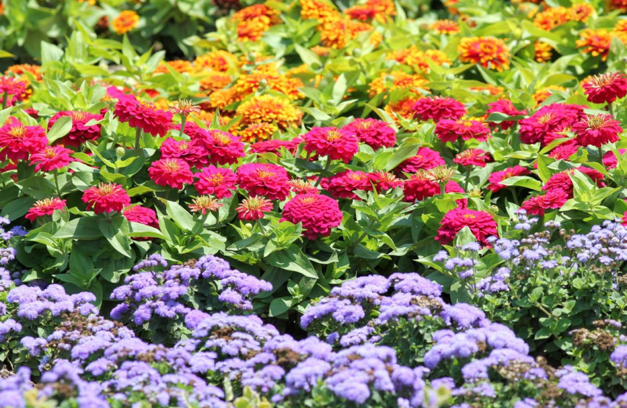 9 Bunga Tercantik di Dunia: Temukan Keindahan yang Memukau