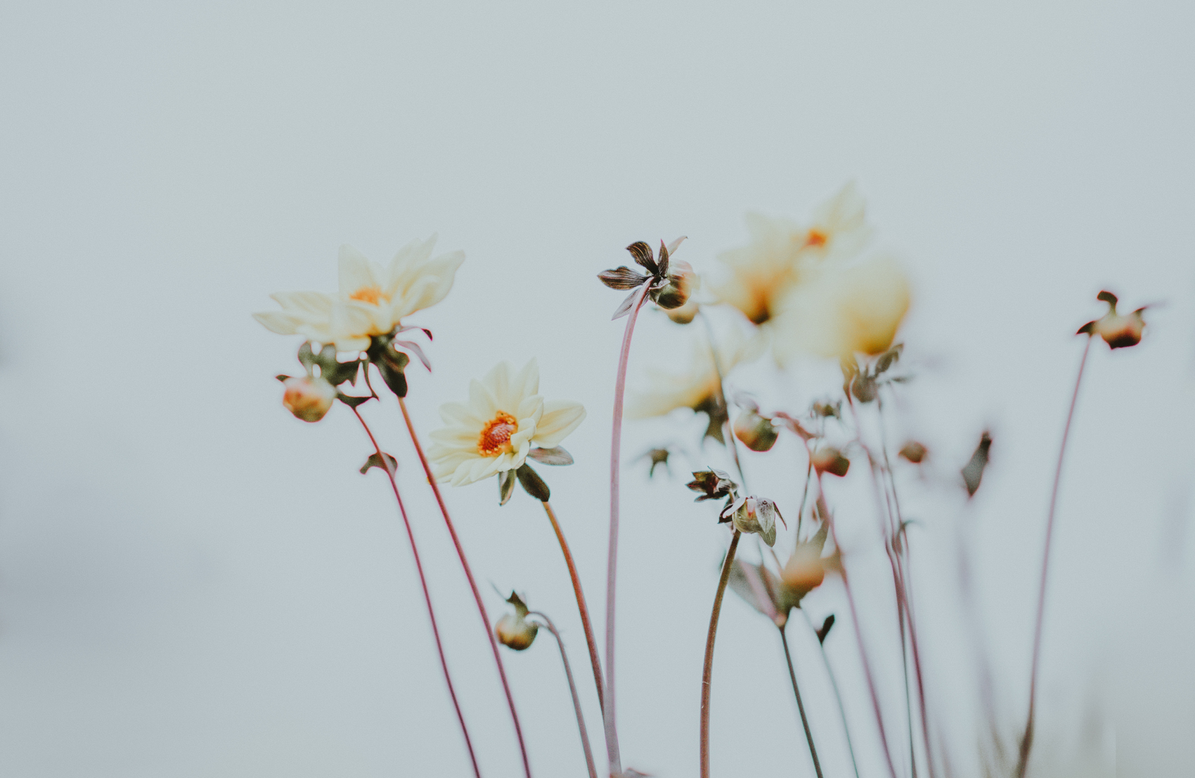 Inilah 5 Cara Mengawetkan Bunga Dengan Mudah Dan Praktis