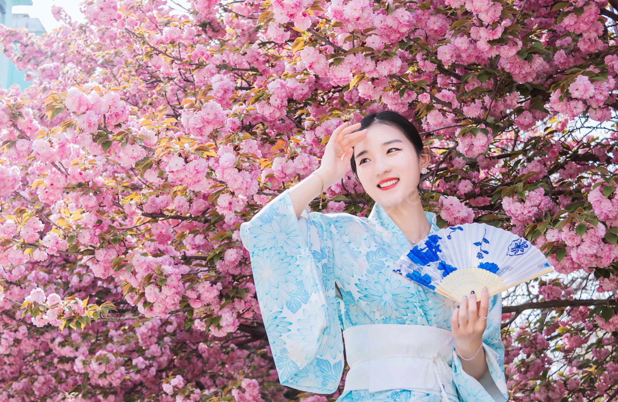 Filosofi dan Arti Bunga Sakura kepada Pasangan Agar Memikat!