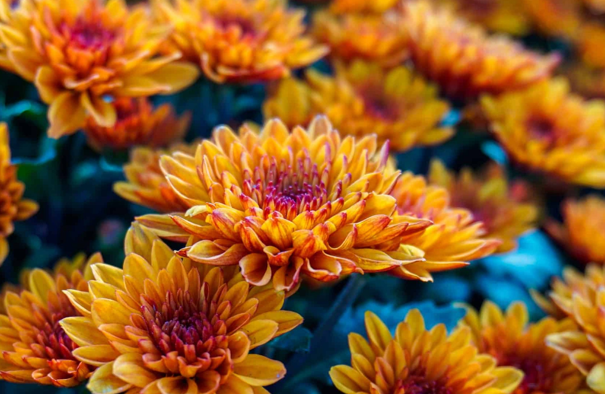 Bunga Bulan November: Siapa yang Belum Tahu?