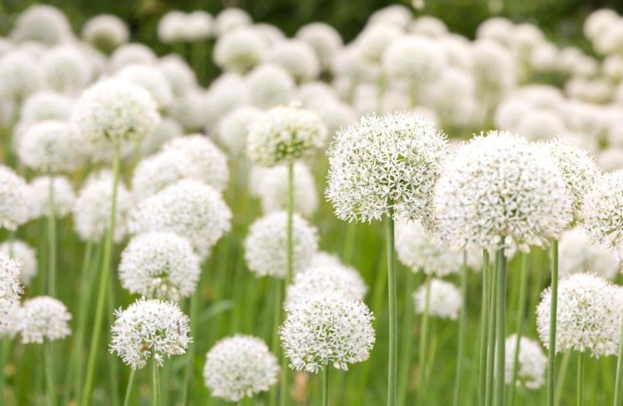 Pesona Bunga Putih: Elegan, Suci, Penuh Makna, dan Ada di Mana-Mana!