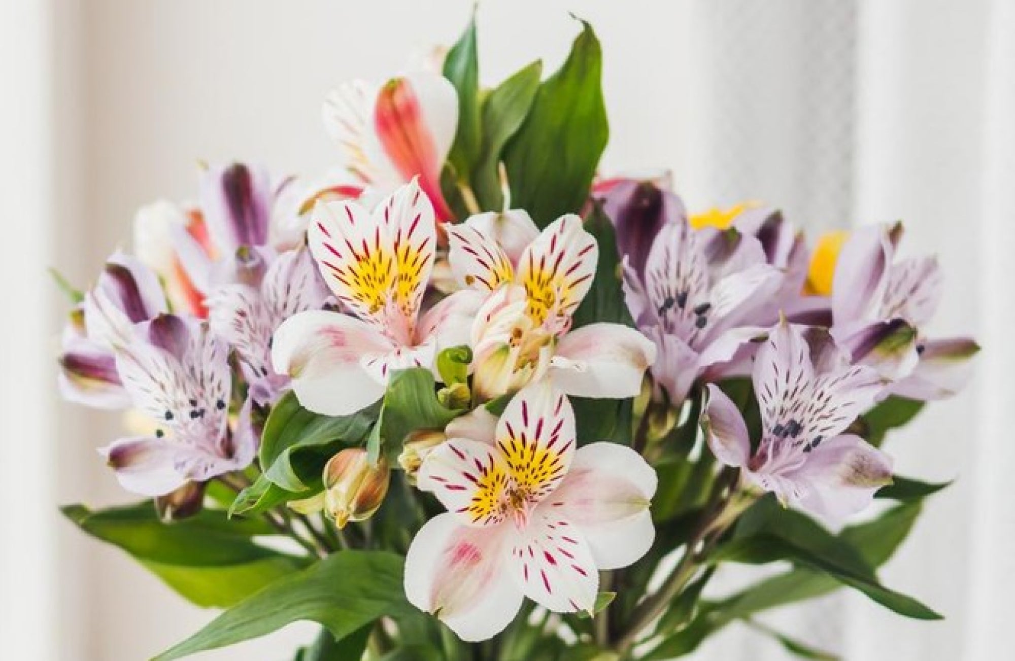4 Pesona Bunga Alstroemeria: Rahasia Cantik yang Tak Terungkap!