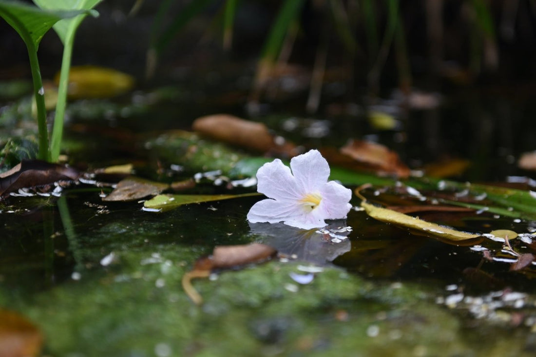 5 Bunga yang Hidup di Air: Pesona Flora Unik