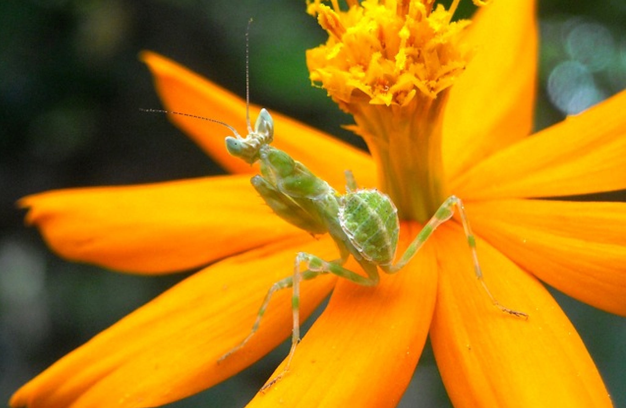 Bunga Kenikir dan 7 Rahasia Kesehatannya yang Menakjubkan!