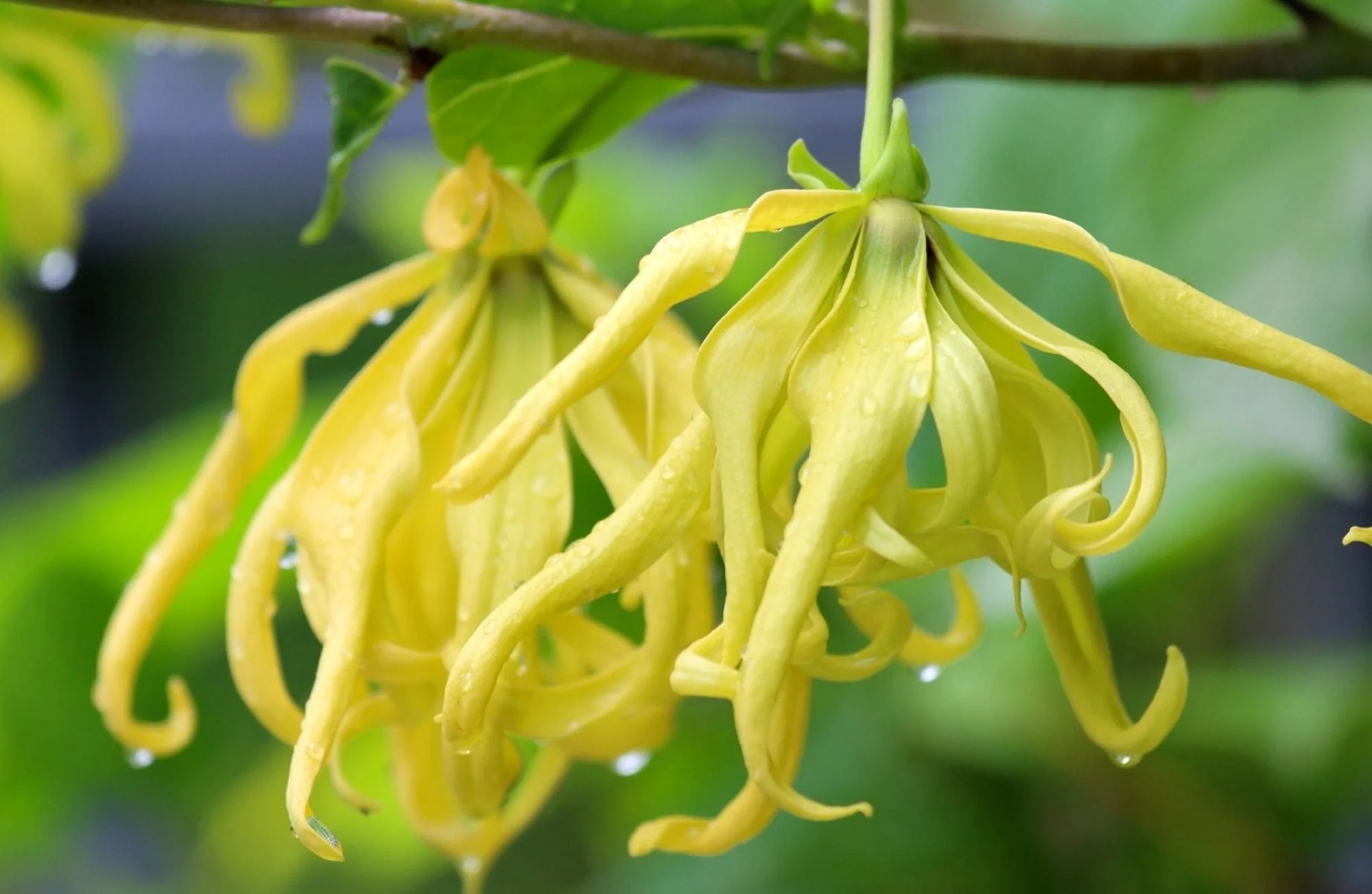 The Million Bloom® News Bunga Kenanga: Unik, Indah, dan Banyak Manfaatnya!