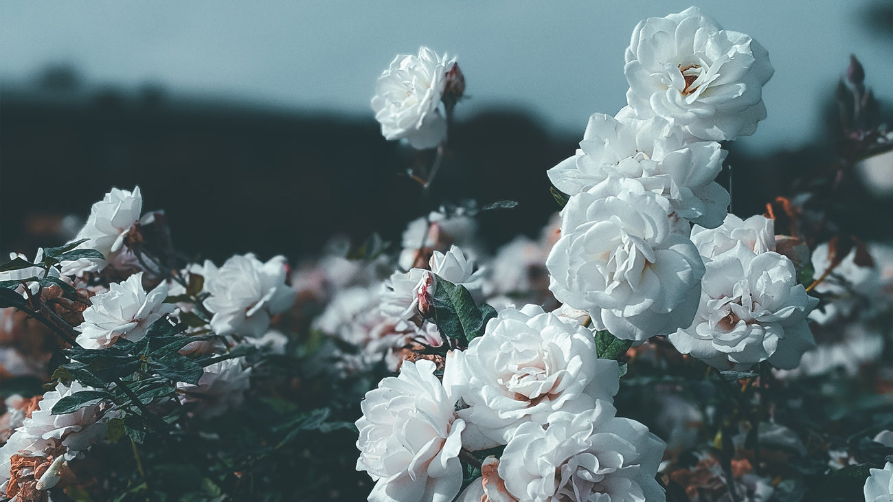 7 Makna Mawar Putih: Simbol Kesucian, Keabadian, Penghormatan