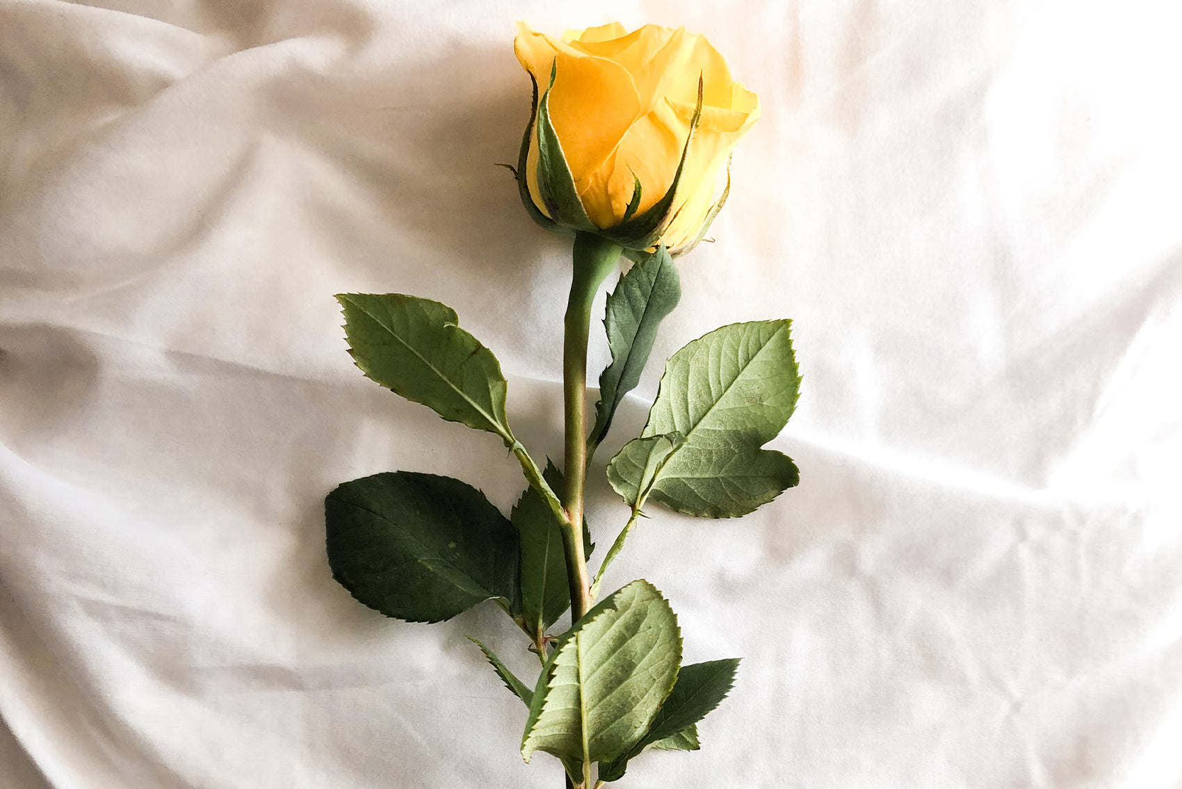 Kisah Lengkap! Bunga Lambang Cinta Abadi, Bunga Mawar