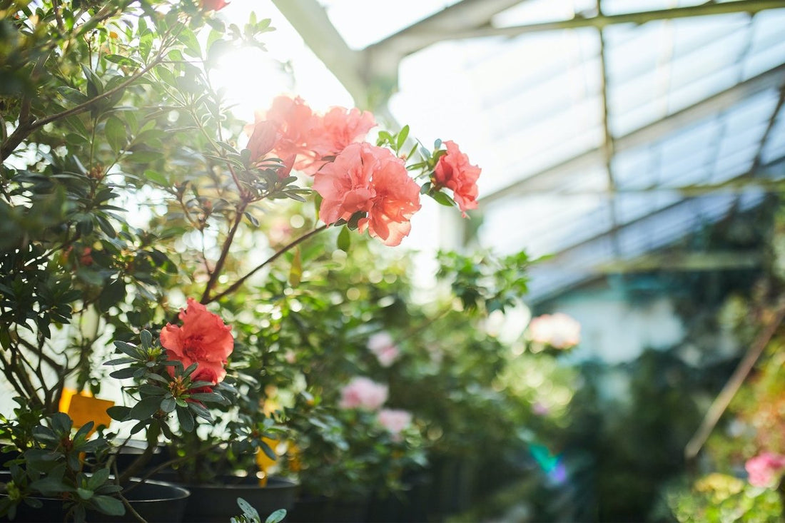 The Million Bloom® News Daftar Nama-nama Bunga yang Cantik dan Langka ...