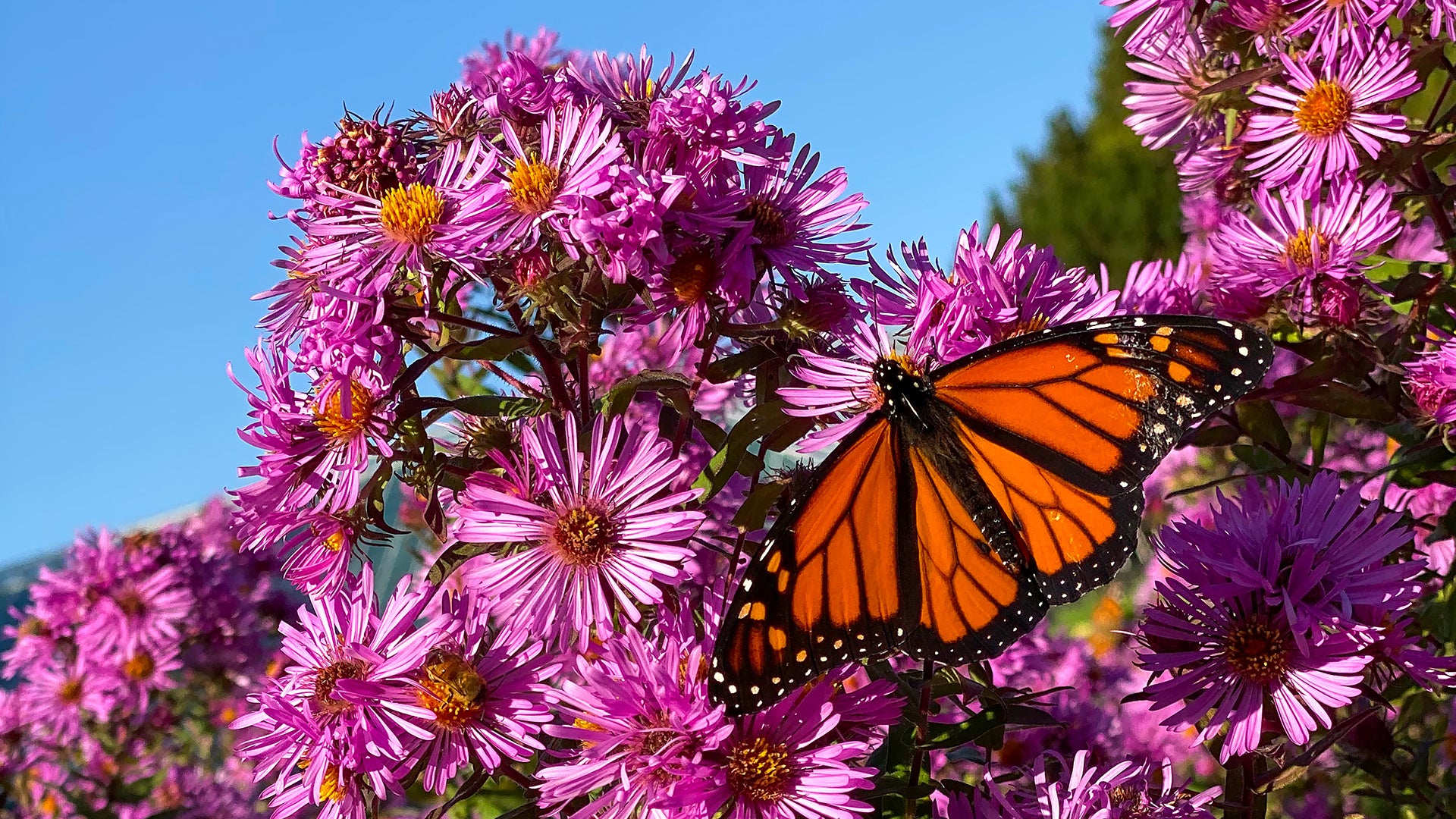 5 Fakta Menarik Bunga Aster, Ternyata Jadi Bunga Simbol Kesetiaan