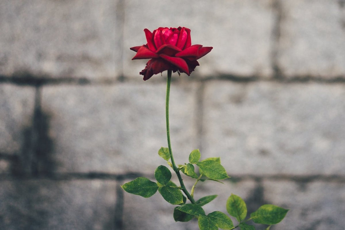 Kenali Apa Fungsi Tangkai Bunga Lebih Dekat