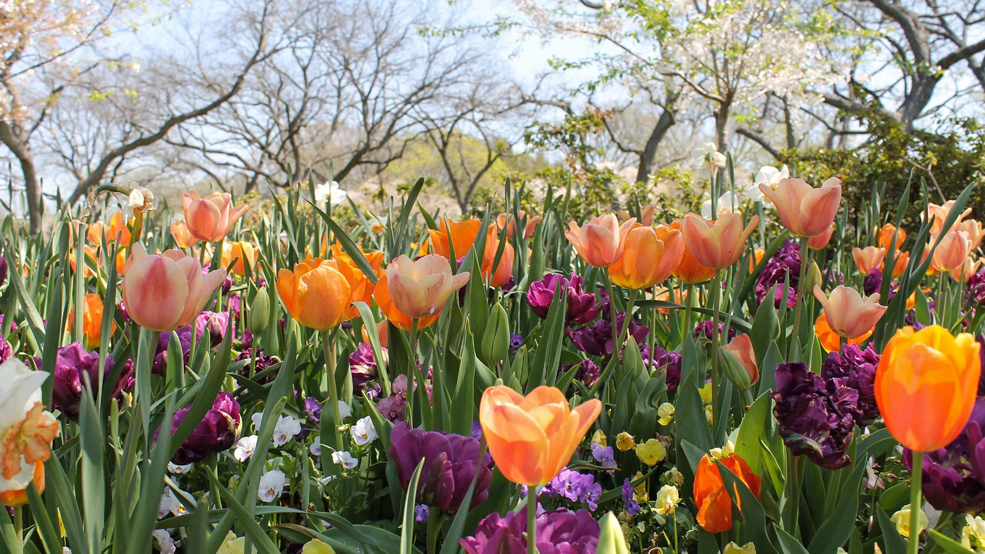 5 Bunga Terwangi di Dunia: Bukan Hanya Mawar, lho!