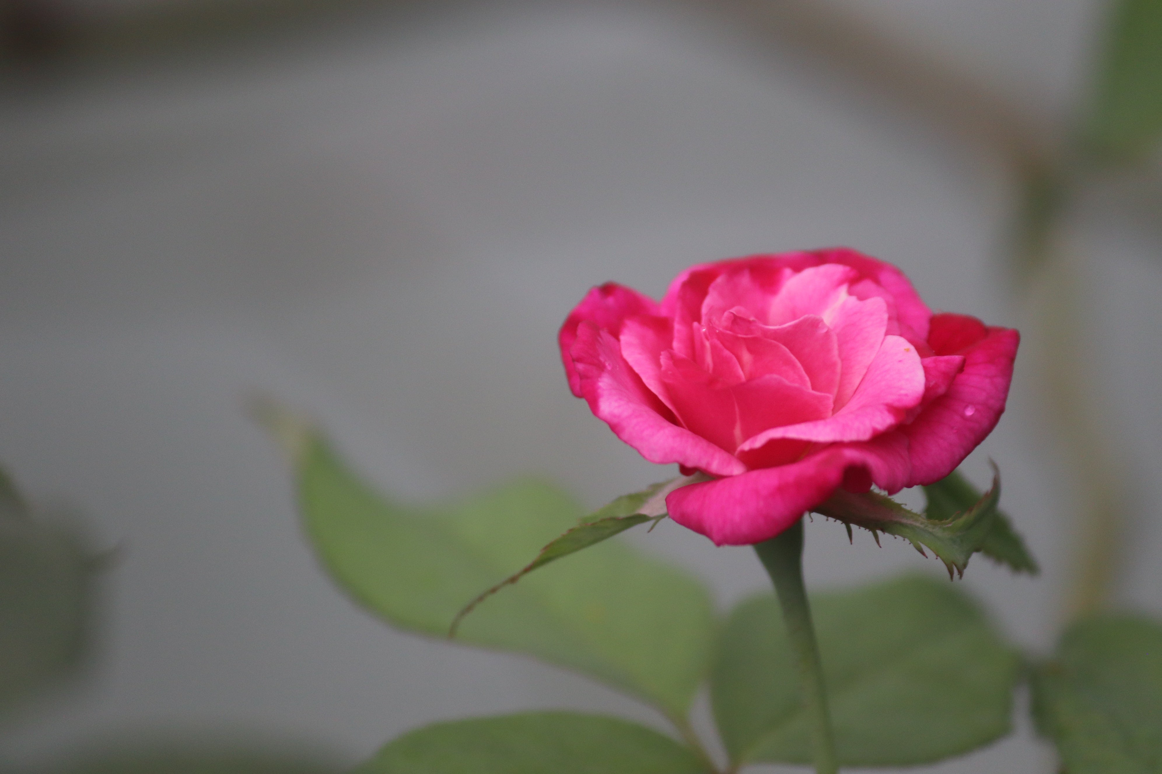 19 Kata-Kata Bunga Mawar, Aesthetic Cocok Buat Caption Instagram!