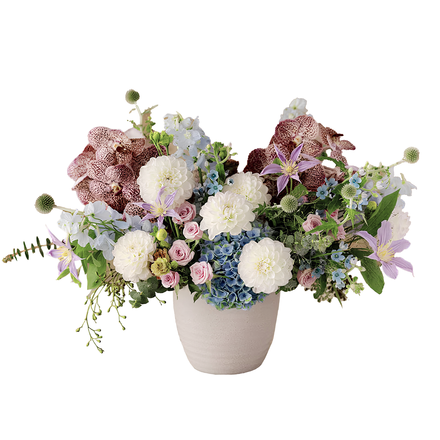 Jual Oneiric Sky Harga Terbaik Desember 2023 | Million Bloom